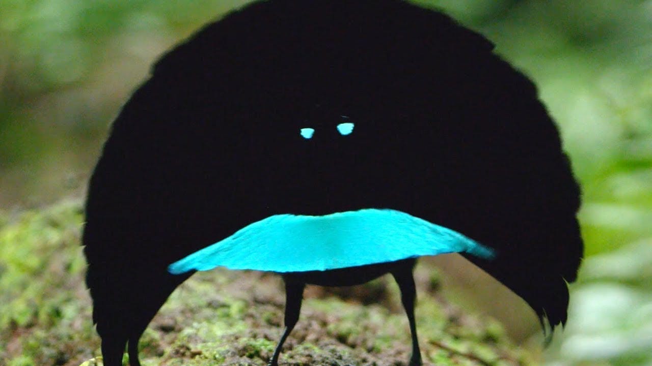Virgo zodiac bird 60 photos - Astrologytoyou.com