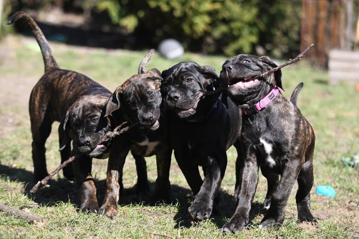 Dogo Argentino Cane Corso Mix