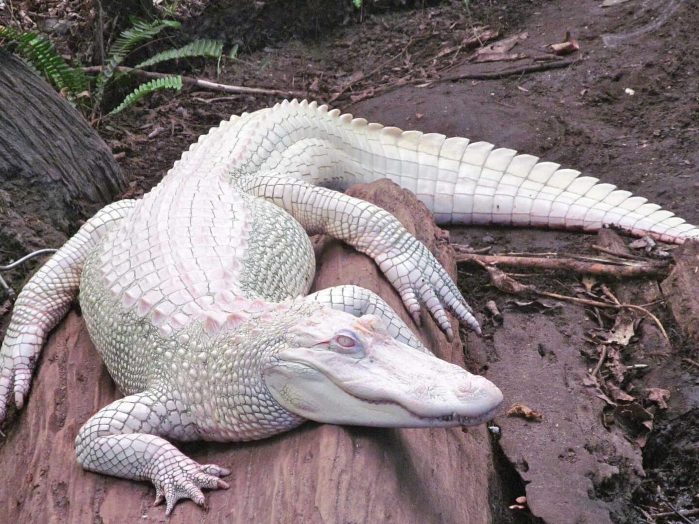 Albinism Genetics Facts