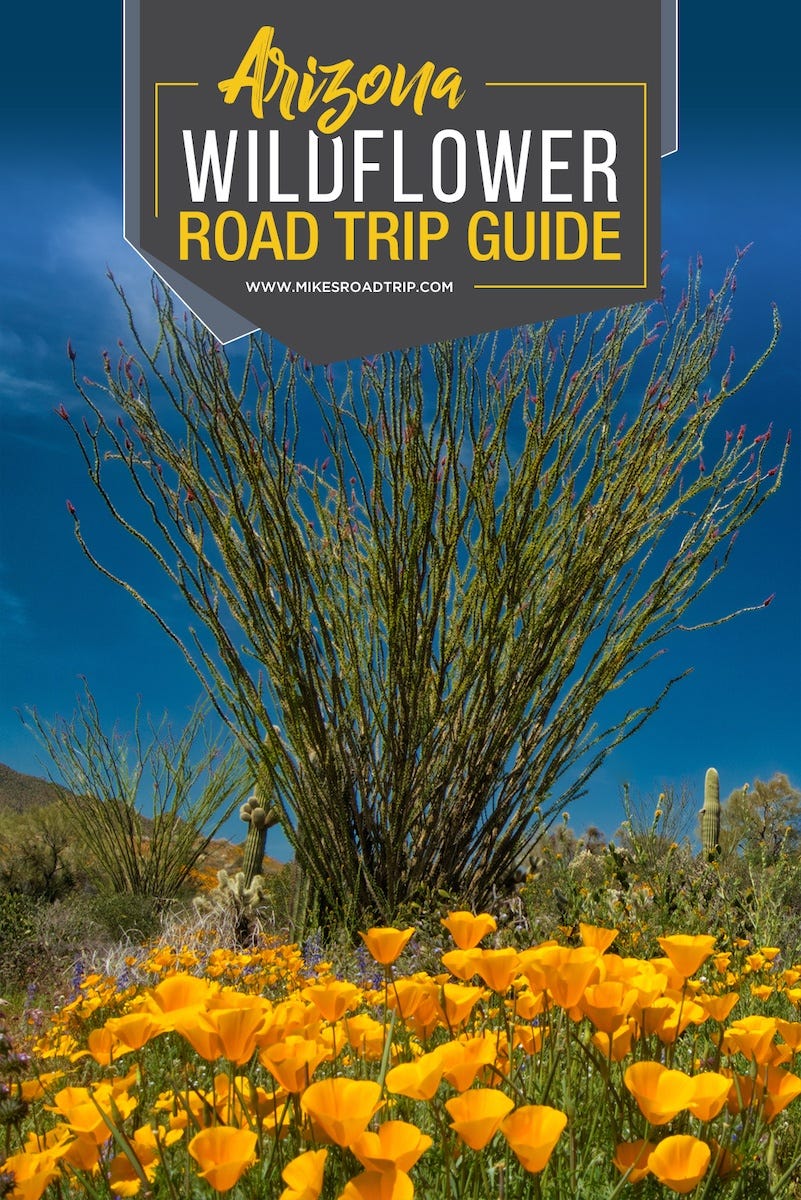 Arizona Wildflowers Arizona Wildflowers Road Trip Guide Along With Map