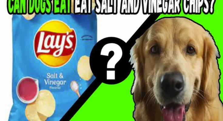 How Much Salt Does My Dog Need