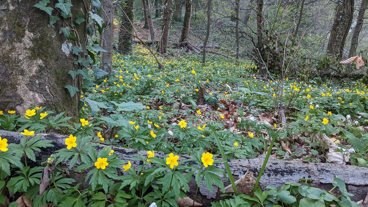 Forest Flower Patches