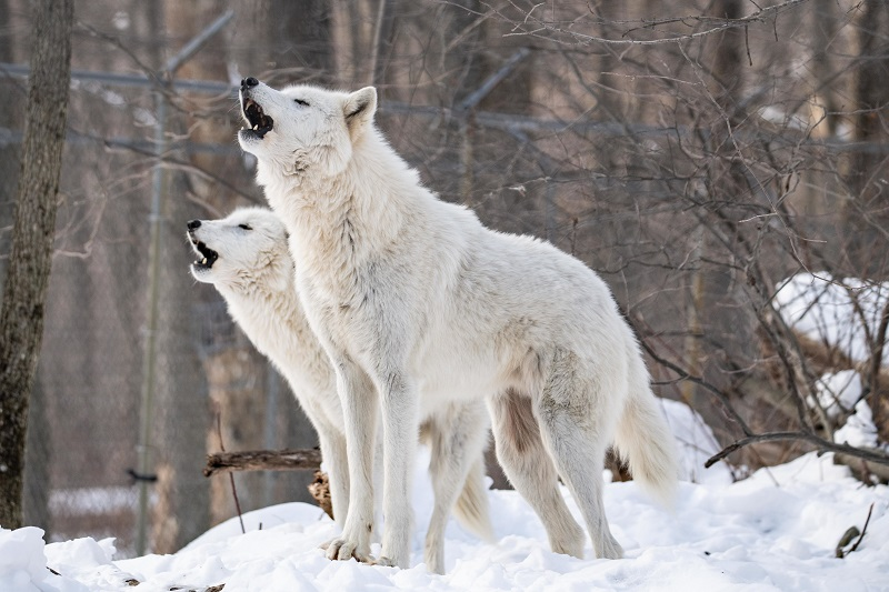Arctic Wolf Hunting