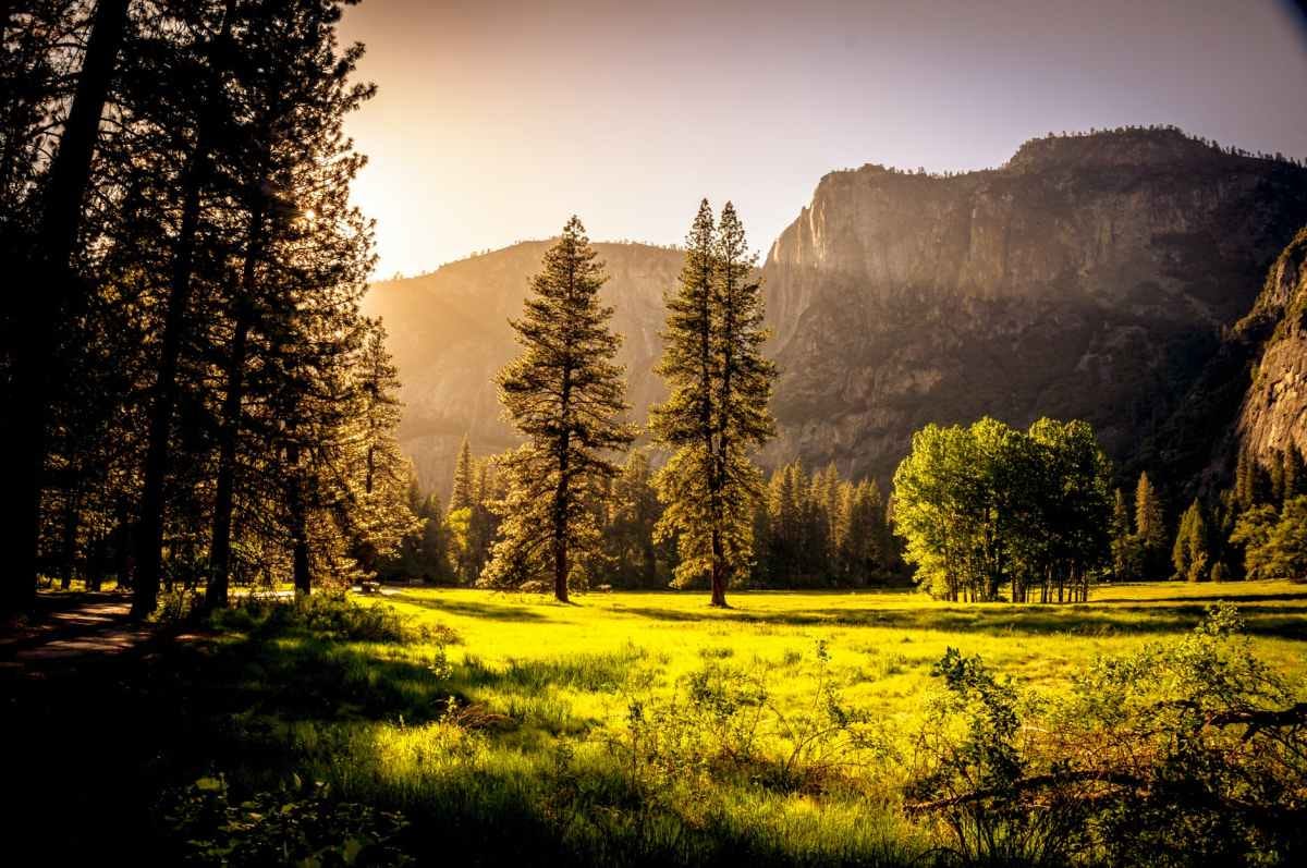 Taiga Forest Characteristics Of Coniferous Forest Or Temperate Taiga