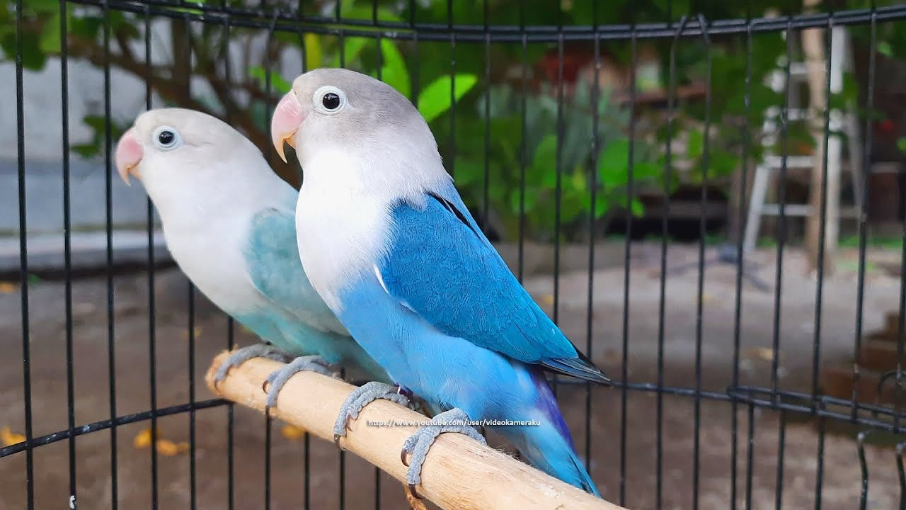 Blue Lovebirds
