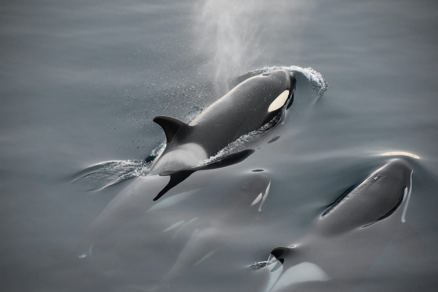 Orca Eating Manta Ray