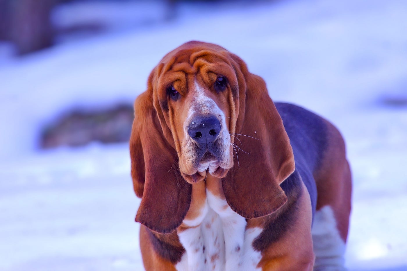 Bloodhound Attack