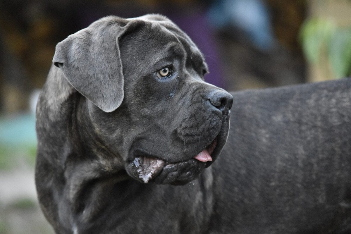 Dogo Argentino Vs Cane Corso Cane Corso Dog Breed Information