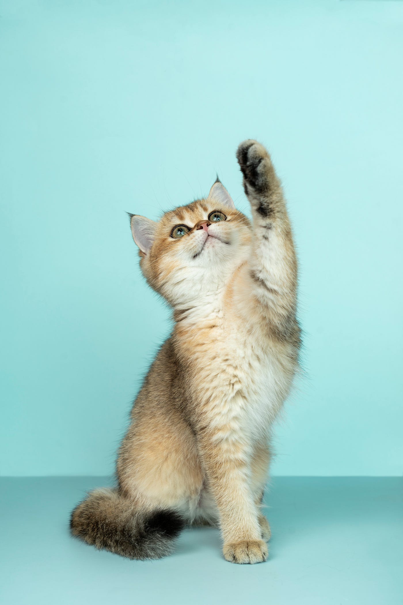 Dominant And Recessive Traits In Cats