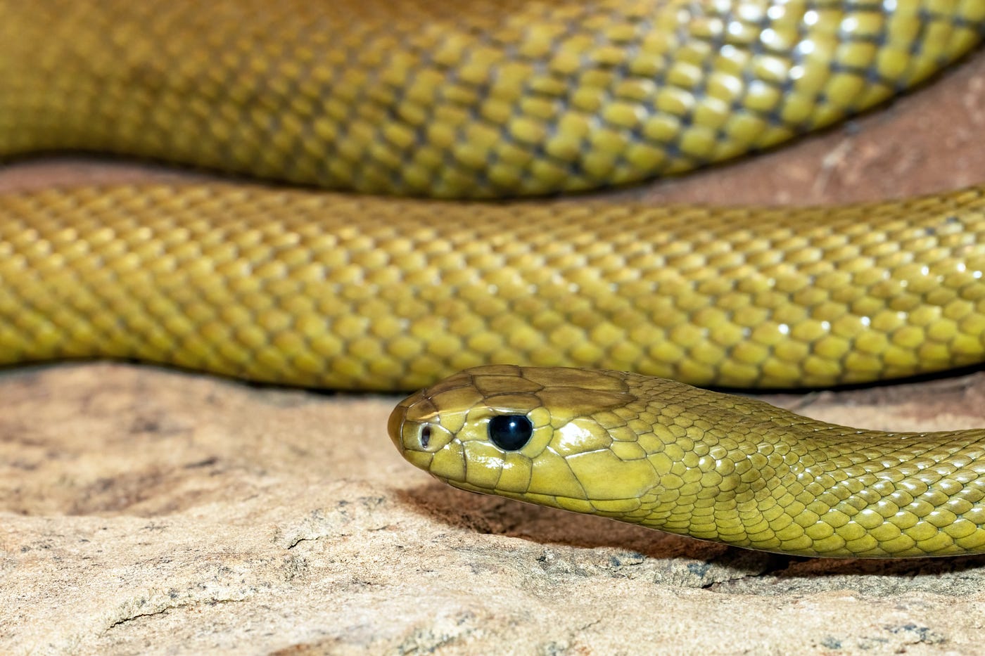 Inland Taipan Most Venomous Snake In The World Snake Facts Setting Up