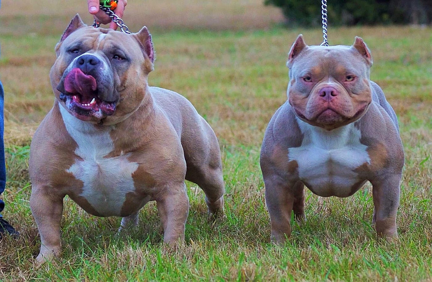 American Neo Bull