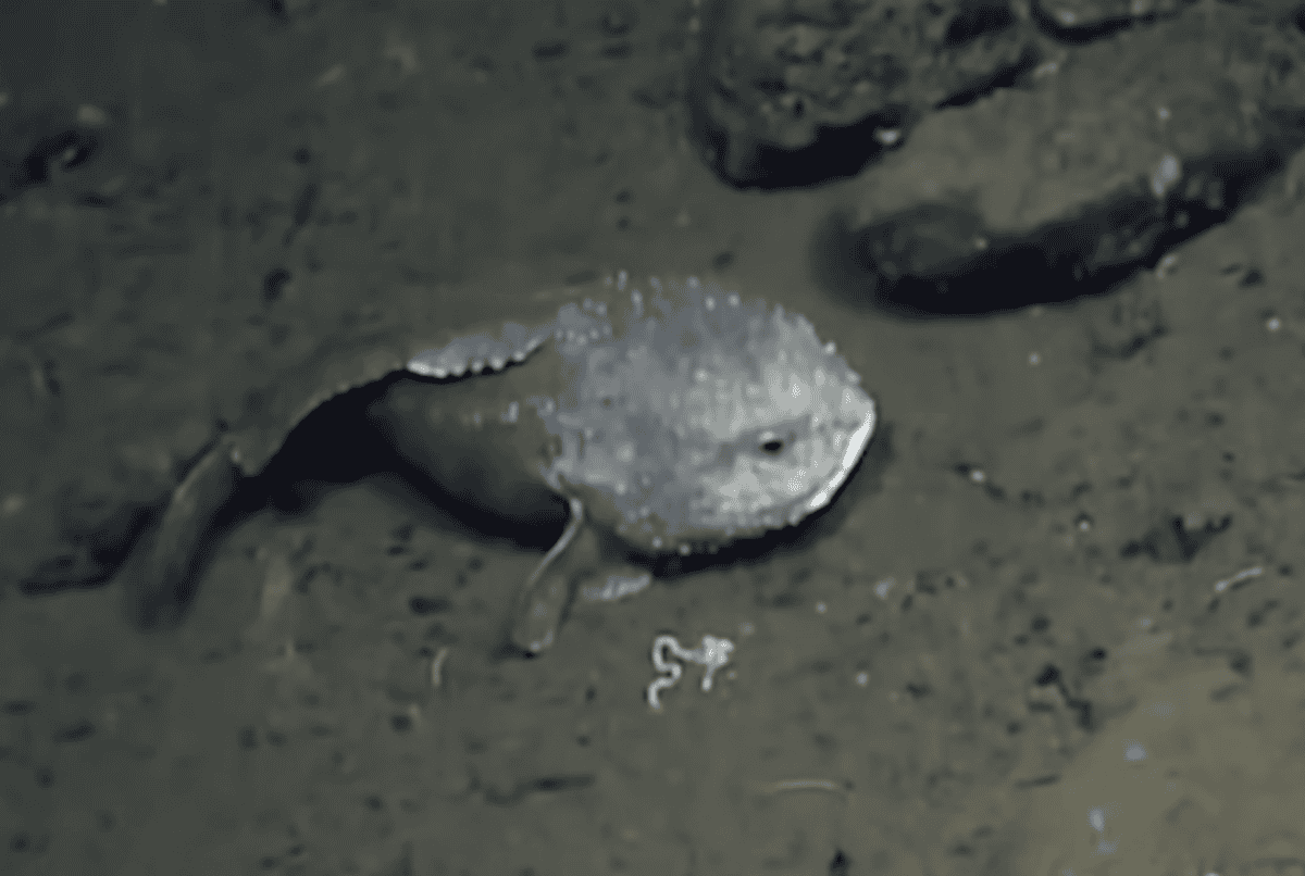 Blobfish Habitat