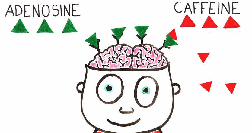 Adenosine And Caffeine Structure
