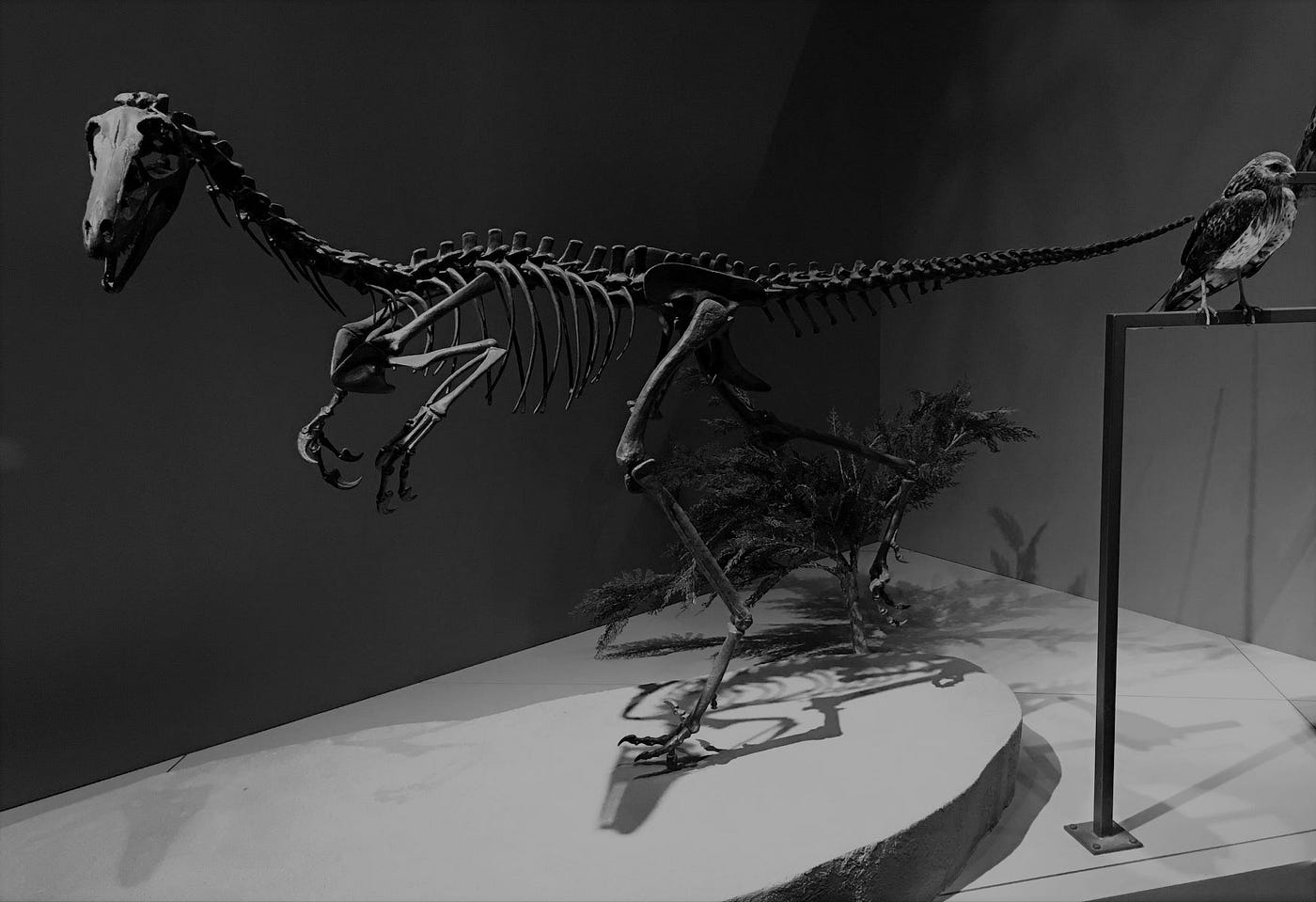 Troodon Dinosaur Skeleton
