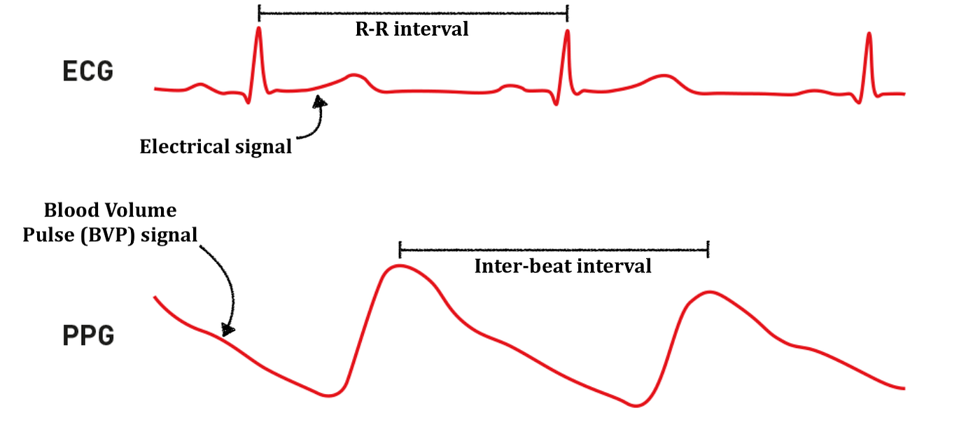 What Is Heart Rate Variability And Why Should You Measure It