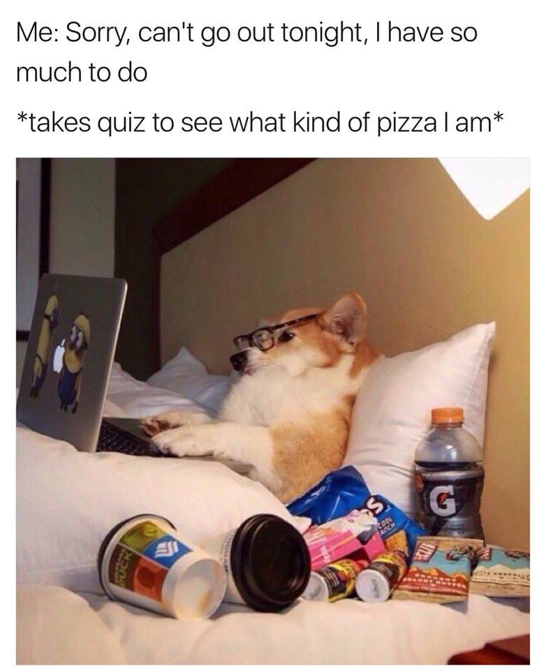 Good Job Animal Meme