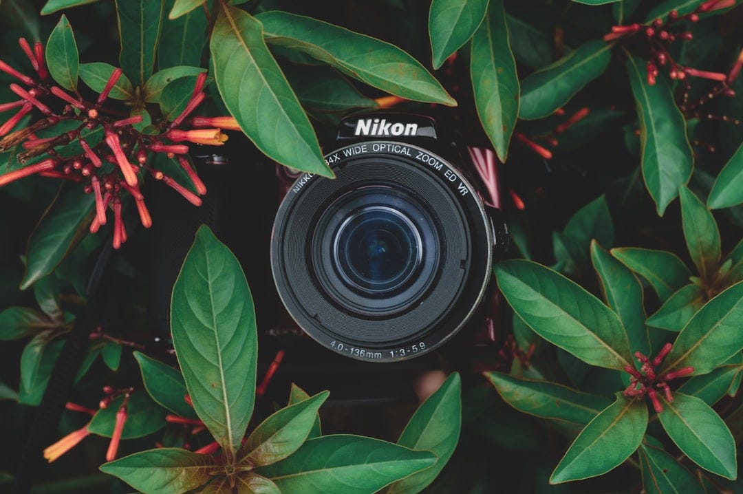 Professional Nature Photographers