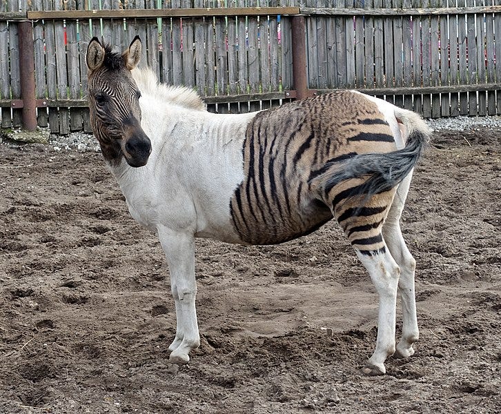 Zebra Horse Mix Zonkeys, Ligers: The Sad Truth About Animal Hybrids.