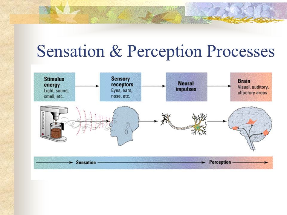 Sensation Perception Powerpoint