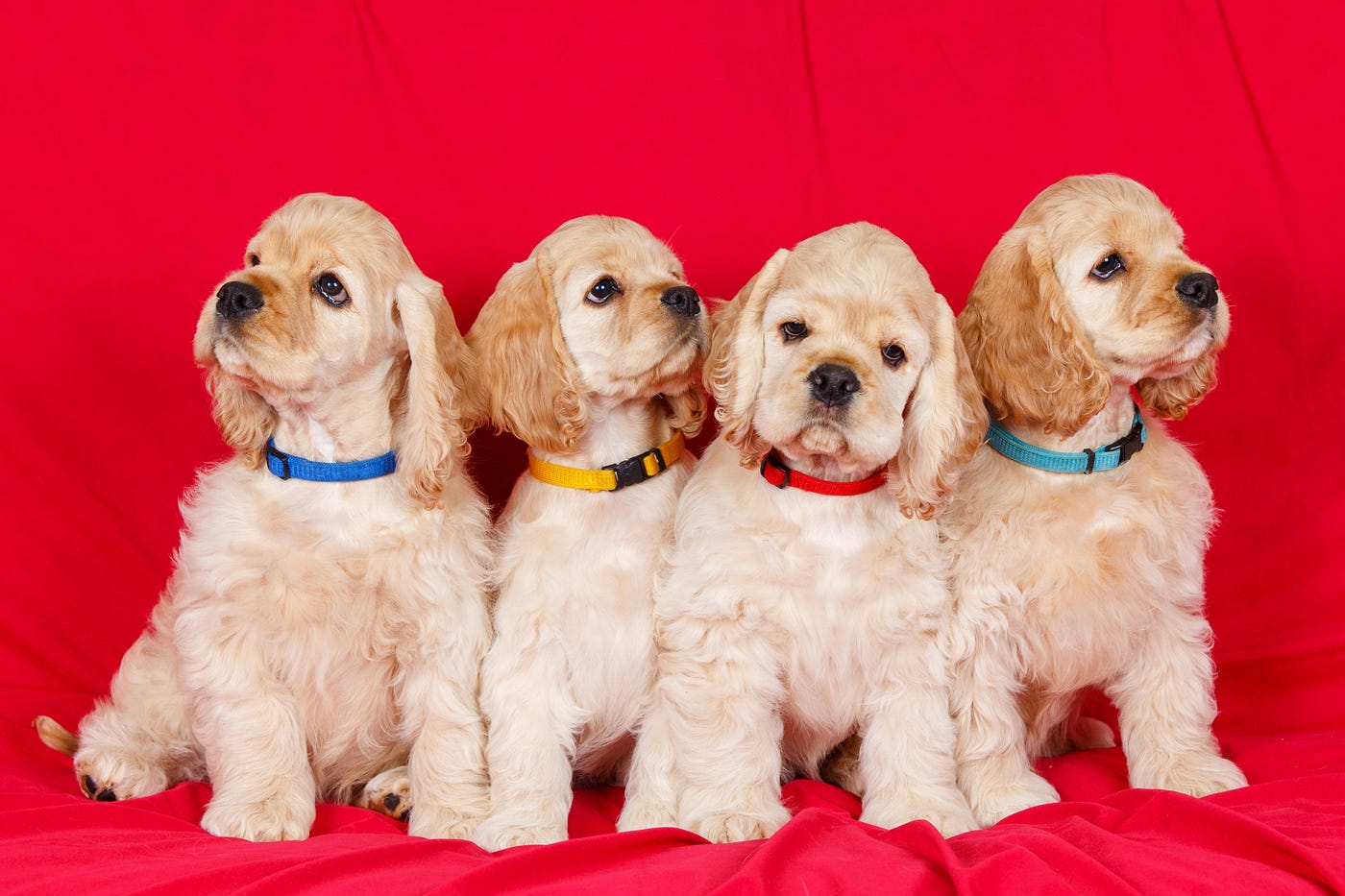 Indian Cocker Spaniel Dog