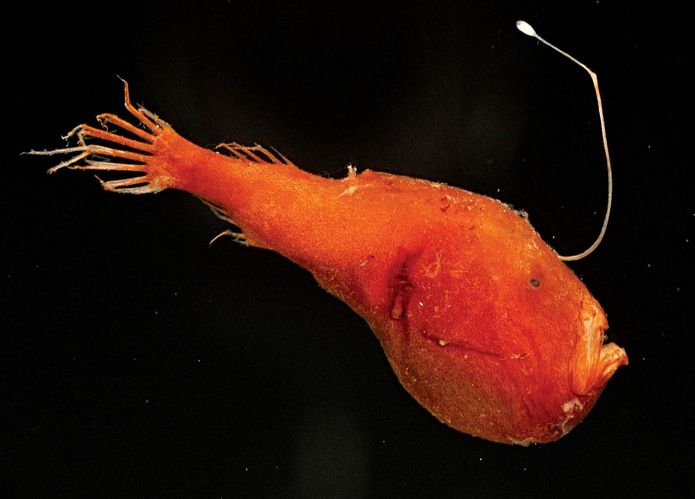 Angler Fish Mating Merge