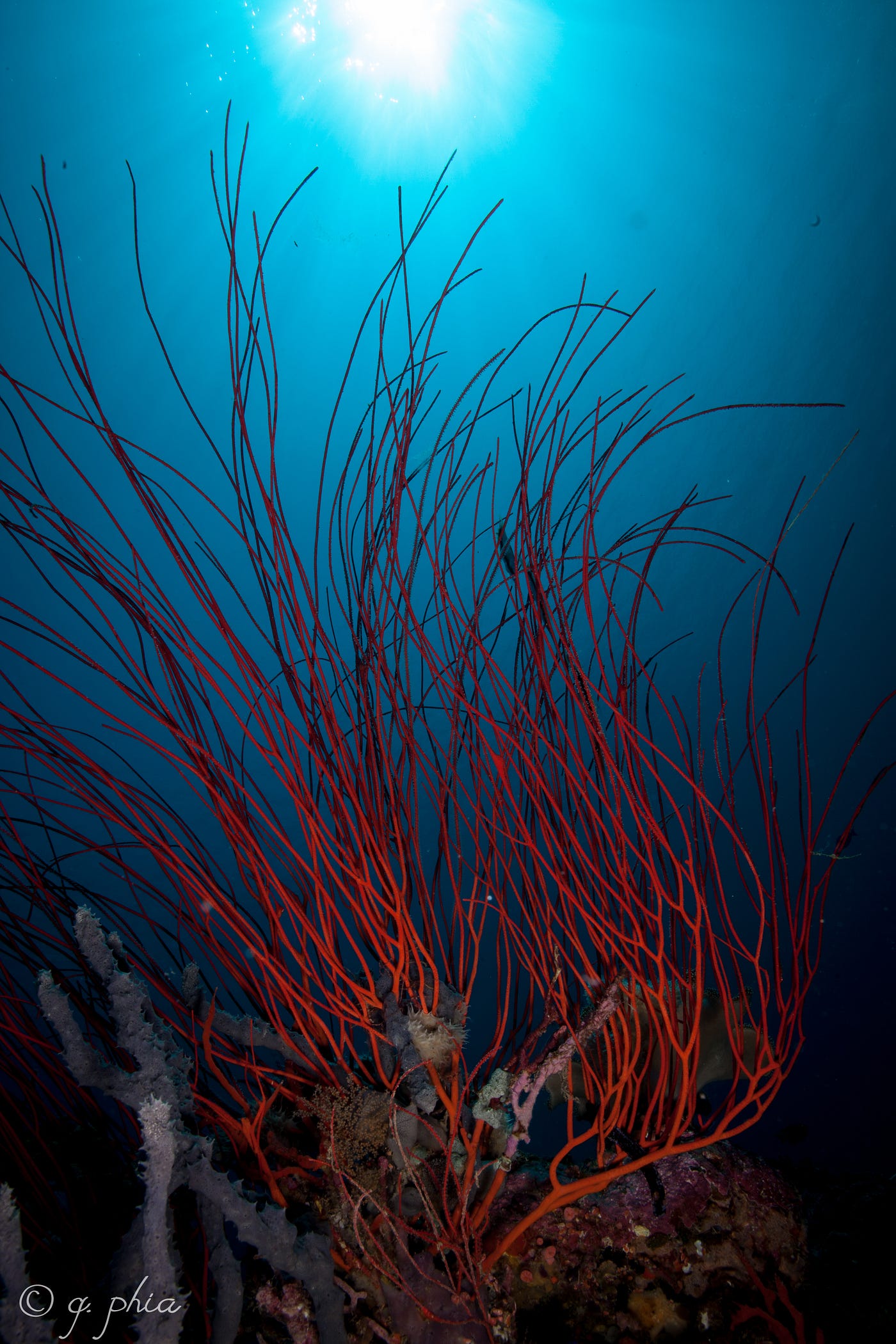Coral Life Cycle