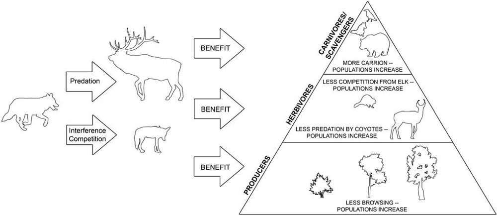 Food Web Yellowstone National Park Unique Yellowstone National Park