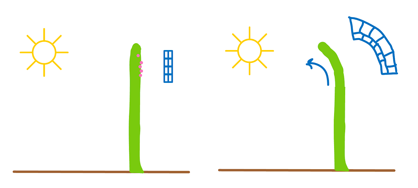 Plant Growing Towards Sunlight Auxin | Definition, Functions, & Uses
