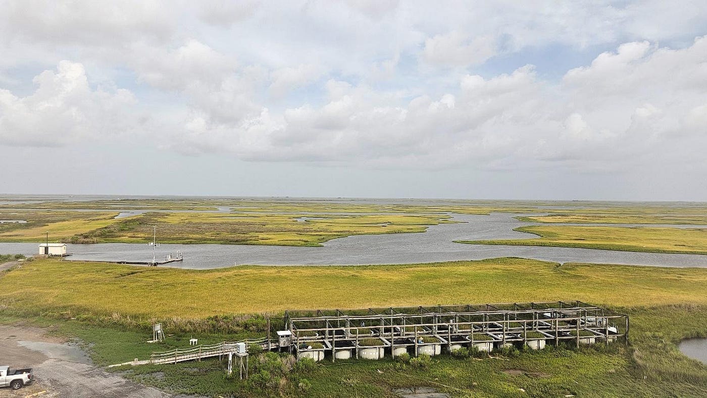 Mississippi River Delta Wetlands Could Mississippi River Diversion
