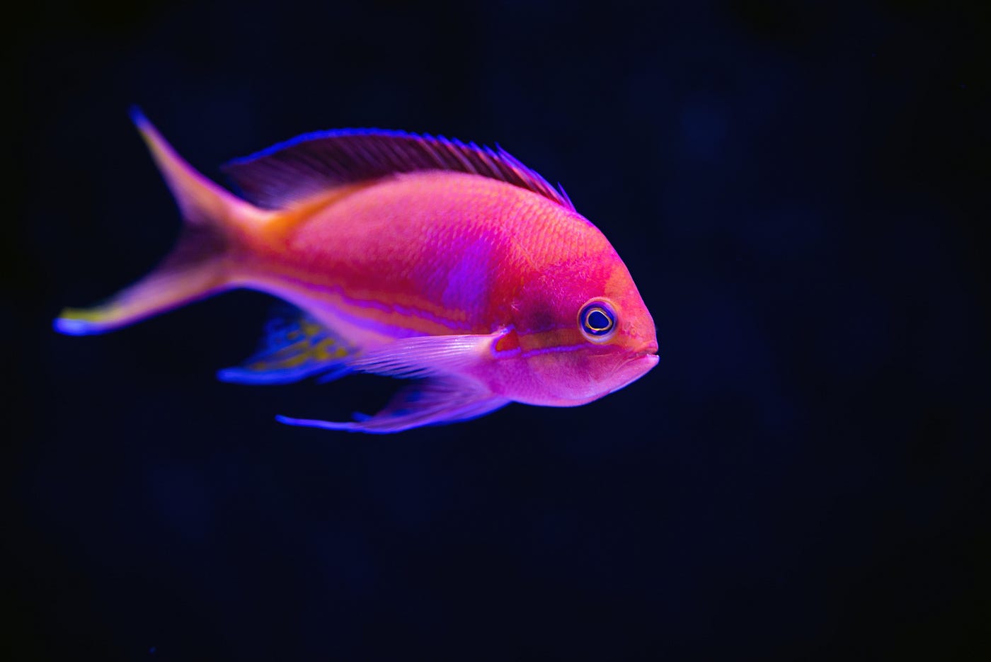 Top 10 Most Beautiful Fish In The World