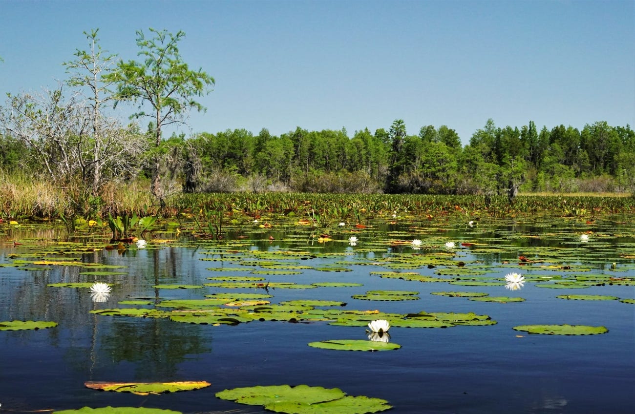 Okefenokee Swamp Mining Fight On The Okefenokee Swamp's Edge May Have