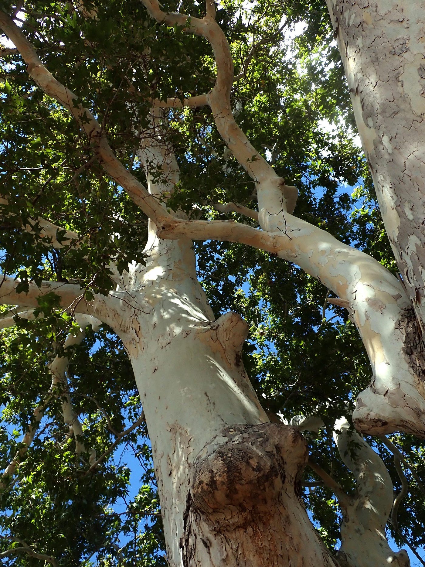 Tree Species In Arizona Autumn In The Gila, 1 Of 3: Trees | By