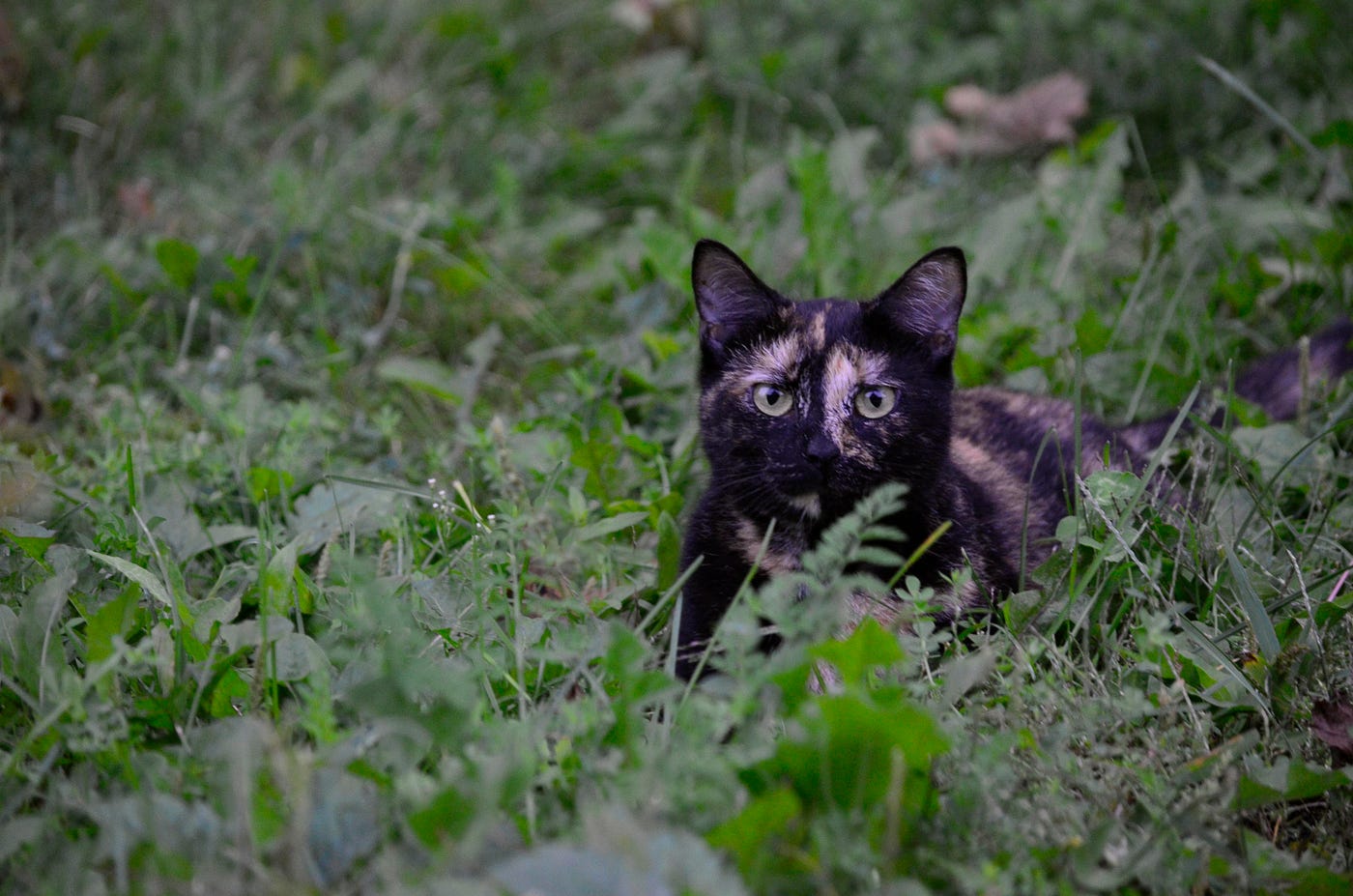 Black Tortoiseshell Cat