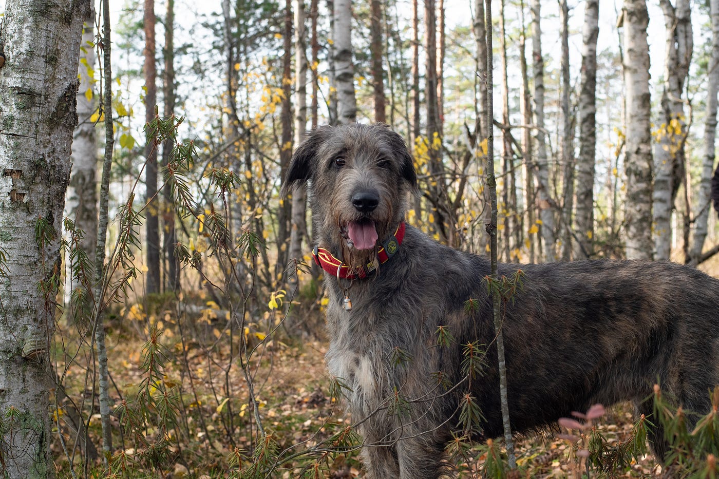 Irish Wolfhound Mix
