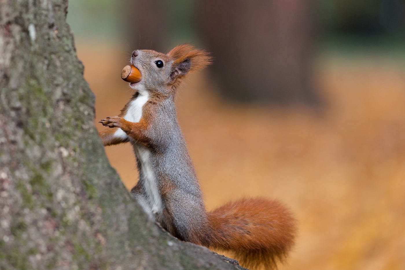 African Pygmy Squirrel