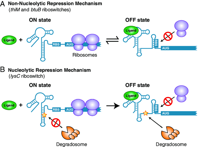 Mrna Structure