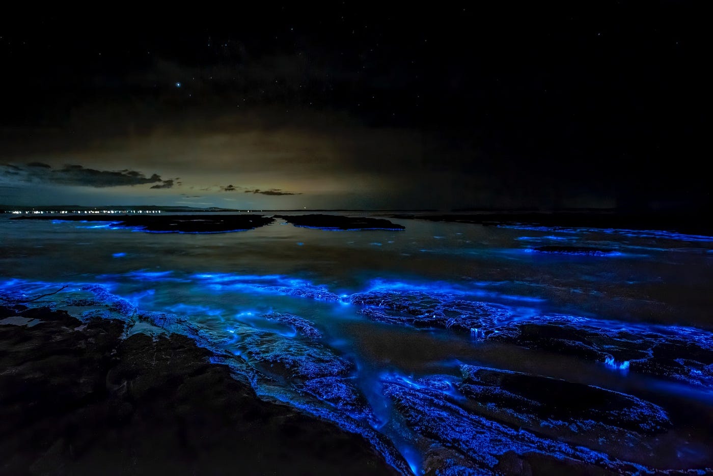 Bioluminescent Algae