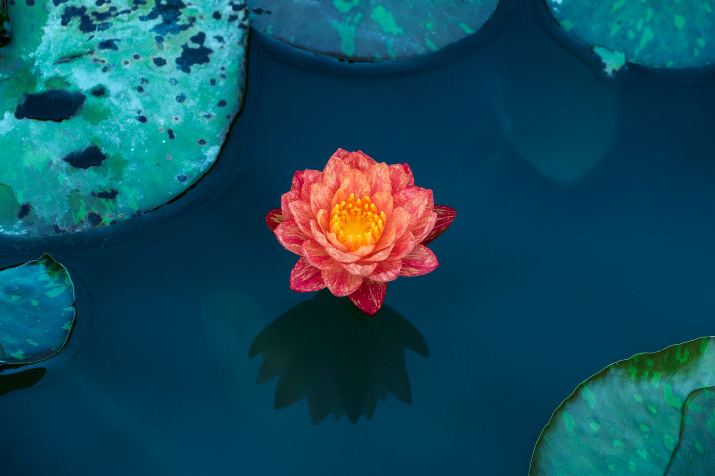 Lotus Plant Underwater