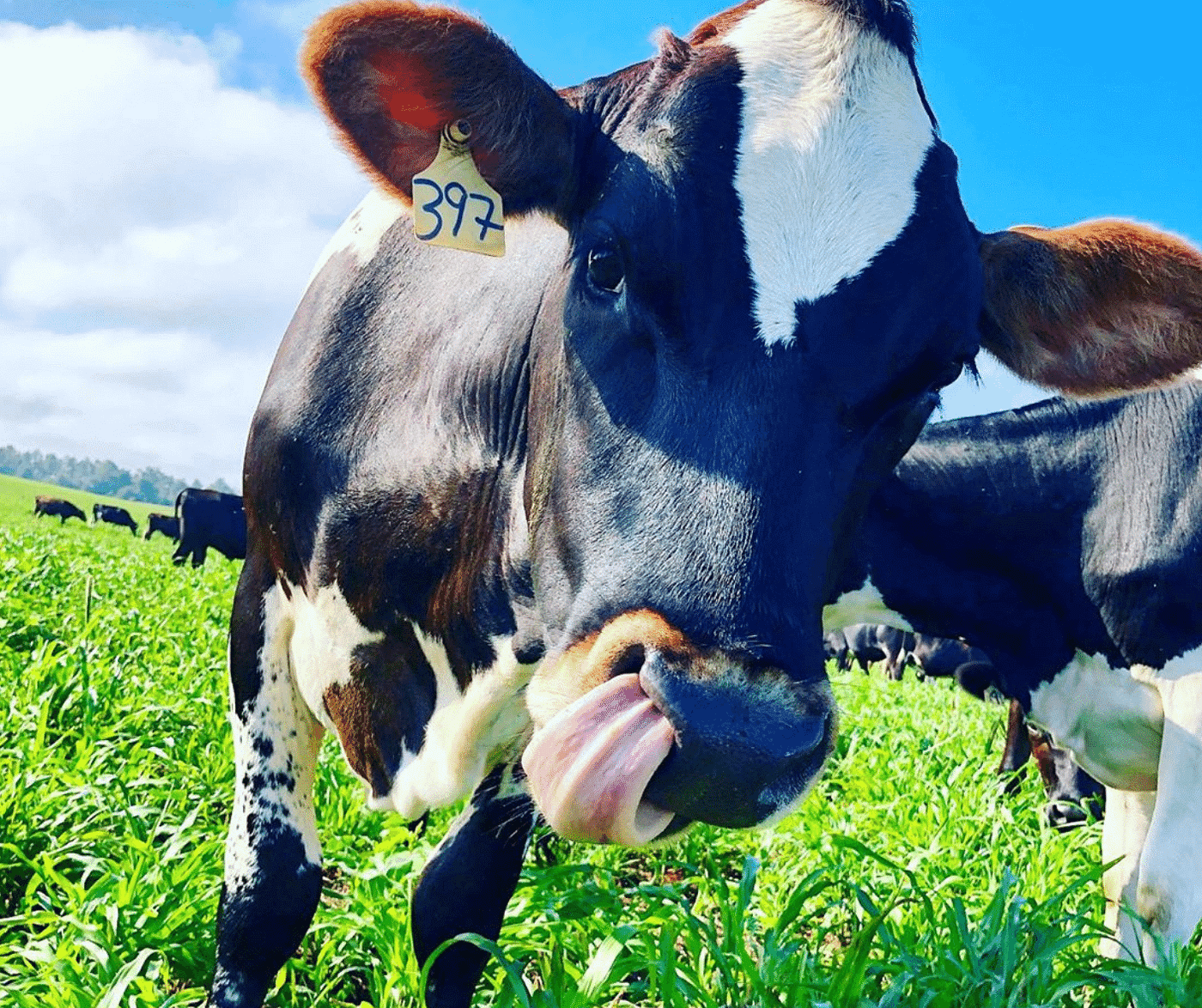 19 Fun Facts About Dairy Cows Factsnet