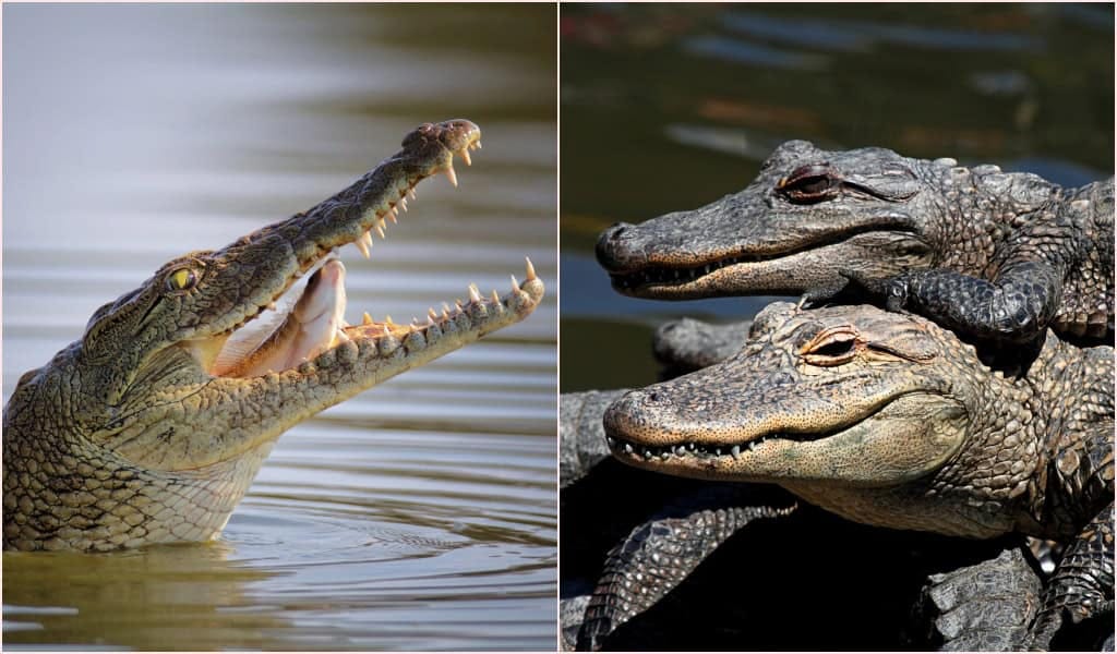 Crocodiles Vs Alligators Size