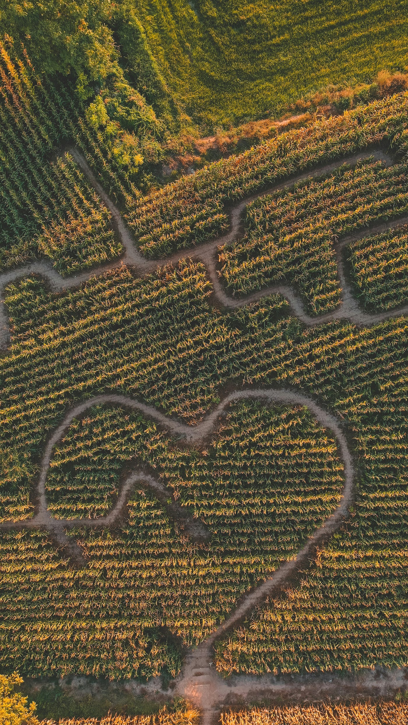 Alien Crop Circles Message
