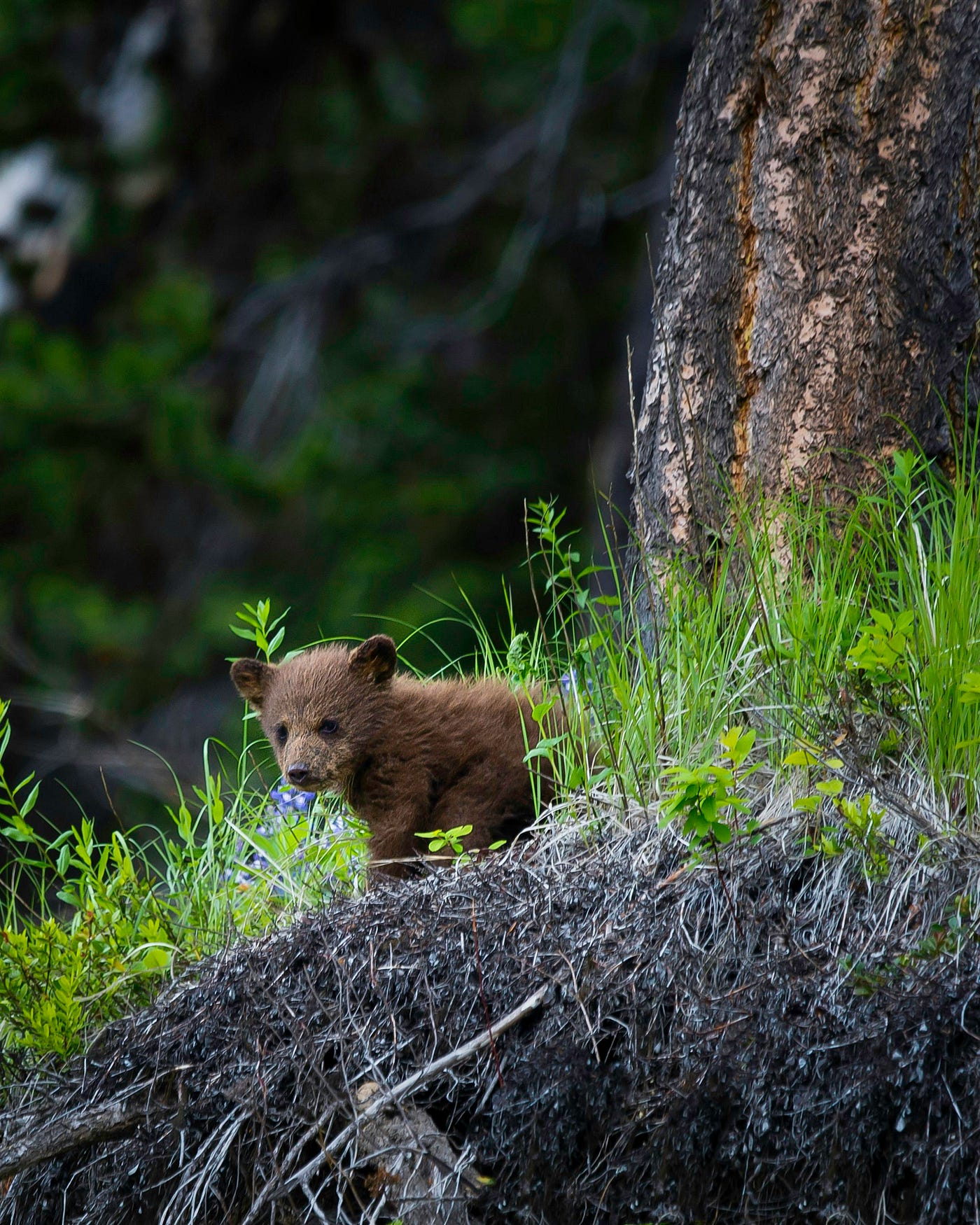 Bear Angry Chartúin Greannmhar Watch Angry Grizzly Bear Get Revenge