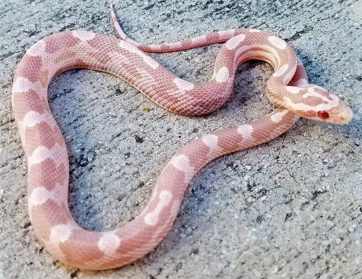 Snow Stripe Corn Snake