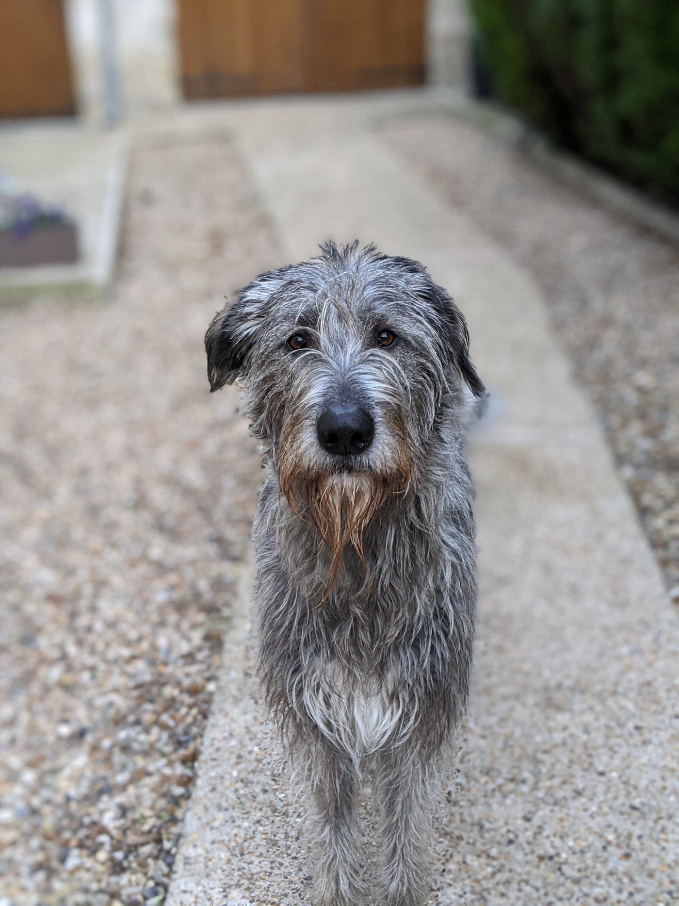 Grey Irish Wolfhound