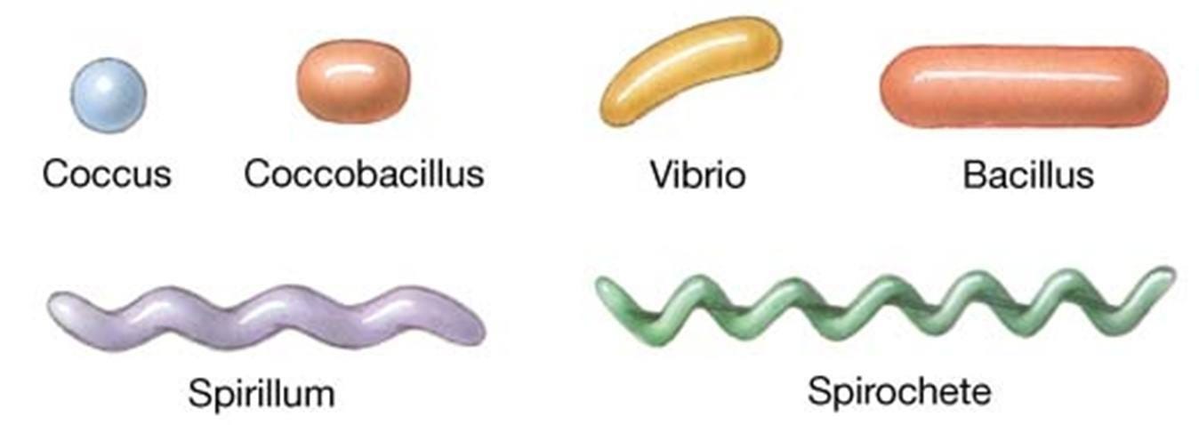 Coccus Bacillus Spirillum