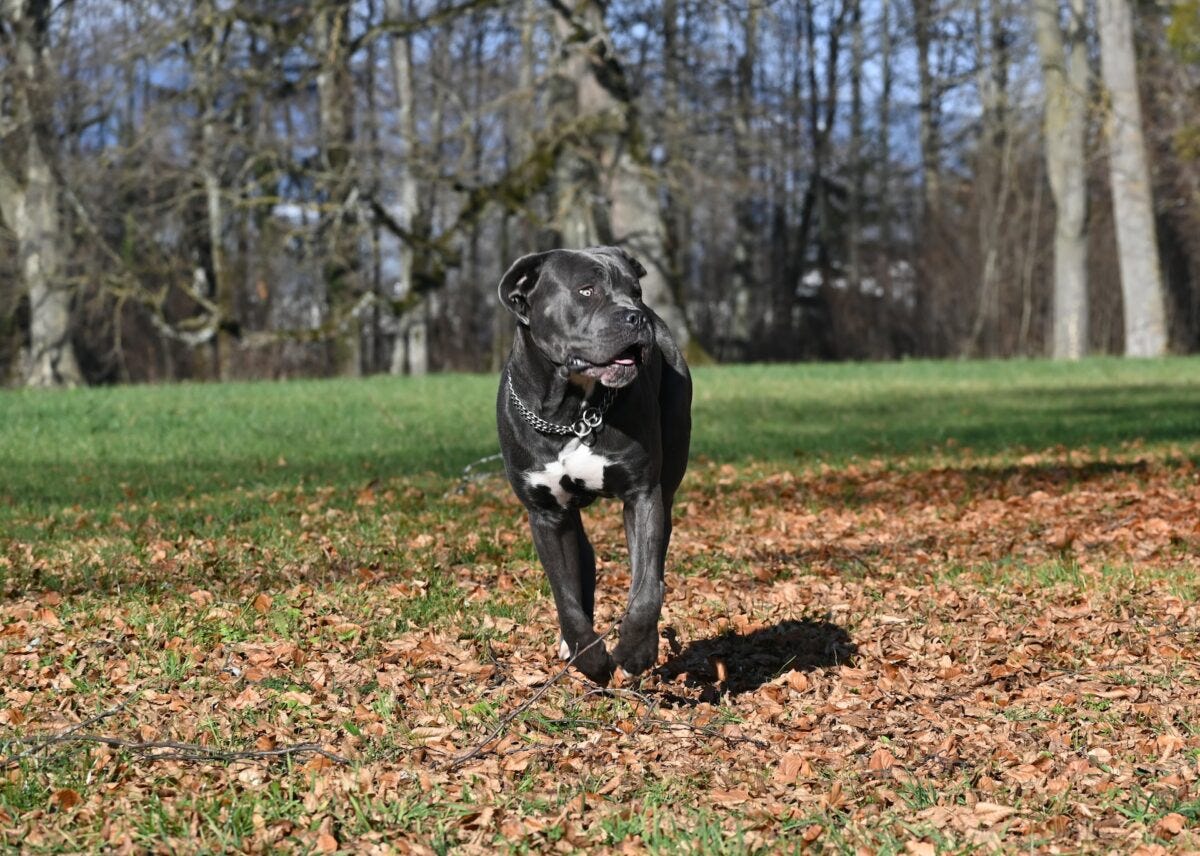 Dogo Argentino Cane Corso Mix