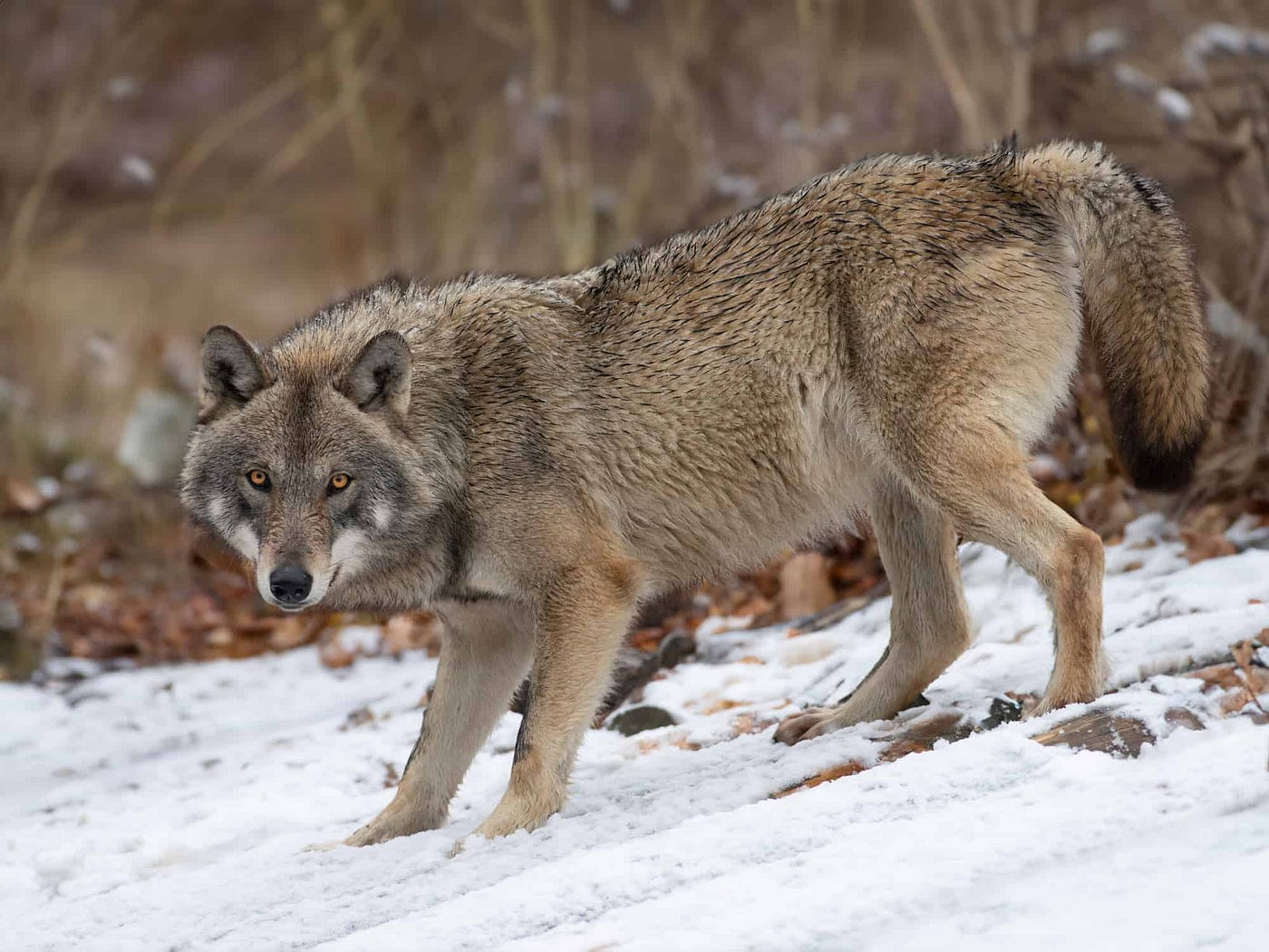 How Much Does A Big Wolf Weigh