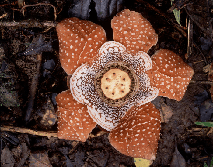 What Flower Is Vileplume Based On