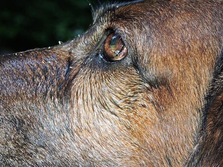Sand Fleas On Dogs