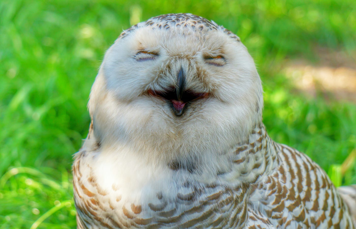 9 Smiling Animals Photos That Will Make Your Day 25 Facts About